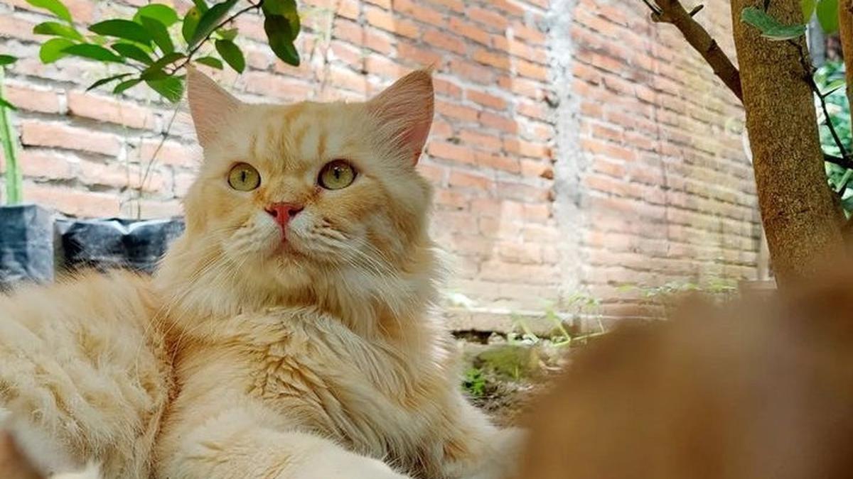 Ungkap Sifat dan Kepribadian Kucing Kesayangan dari Warna Bulunya: Si ...