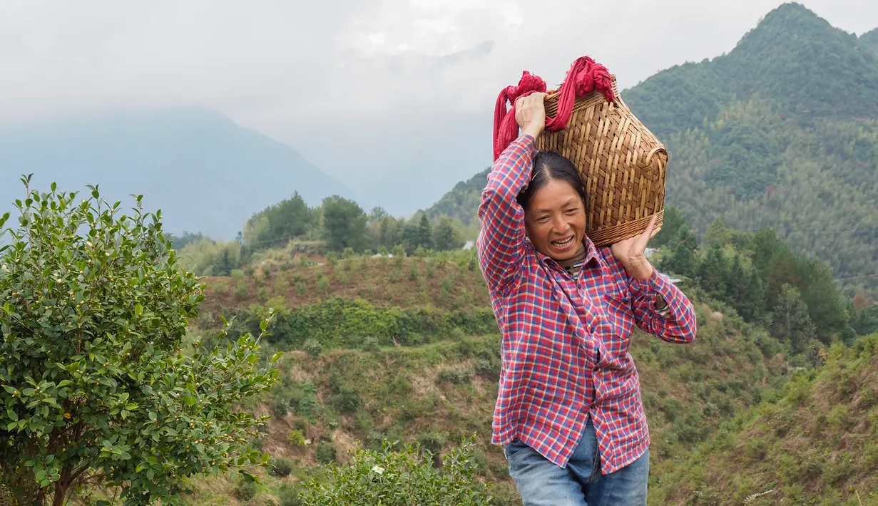 FOTO: Panen Biji Teh Camellia di Lishui - Foto Liputan6.com