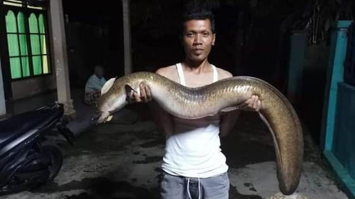 Mengungkap Biang Kerok Kematian Massal Ribuan Ikan di Sungai Serayu ...