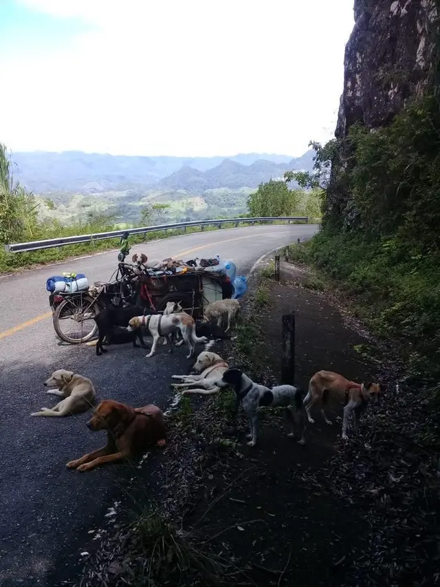 Pakai Sepeda Roda Tiga, Pria Ini Dedikasikan Hidupnya Buat Anjing Liar ...