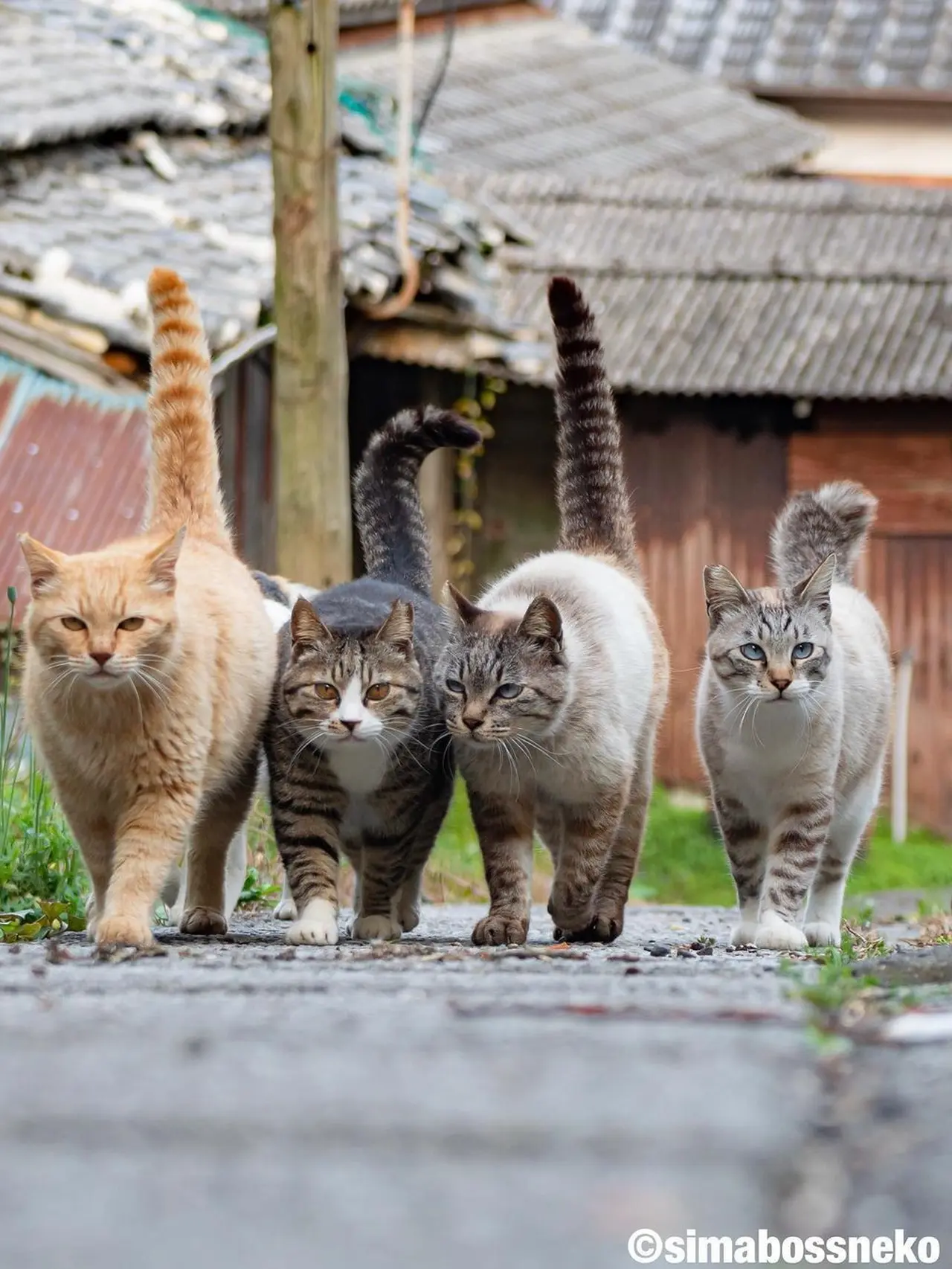 6 Potret Komplotan Kucing Ini Bak Geng Penguasa Wilayah, Berwajah ...