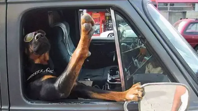 7 Potret Anjing saat Diajak Naik Mobil Ini Ekspresinya Kocak - Hot ...