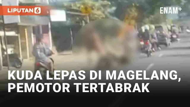 Berita Kuda Liar Hari Ini - Kabar Terbaru Terkini | Liputan6.com