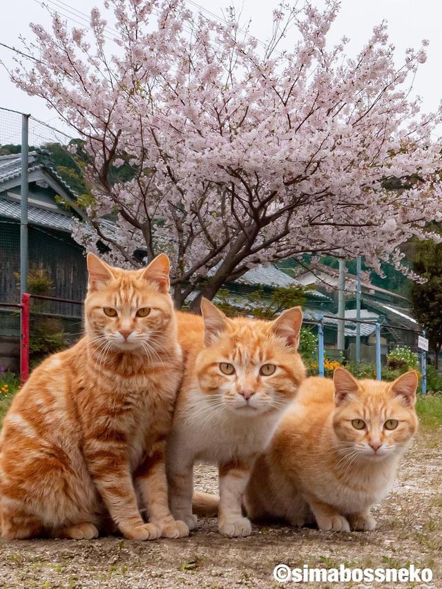 6 Potret Komplotan Kucing Ini Bak Geng Penguasa Wilayah, Berwajah ...