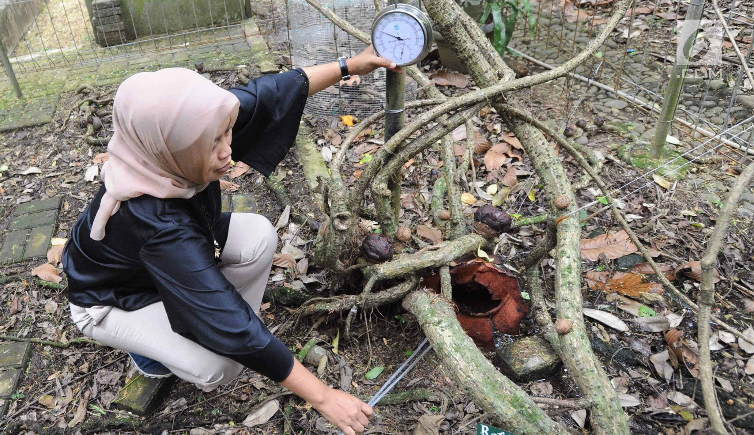 FOTO: Melihat Bunga Langka Rafflesia Padma yang Mekar di Kebun Raya ...
