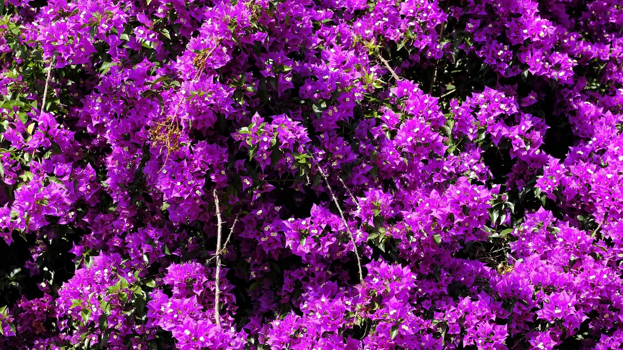 12 Jenis Tanaman Hias Bunga Outdoor, Percantik Pekarangan Rumah Tanpa ...