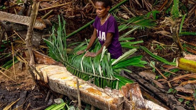 Sagu Berpotensi Atasi Krisis Pangan - Health Liputan6.com