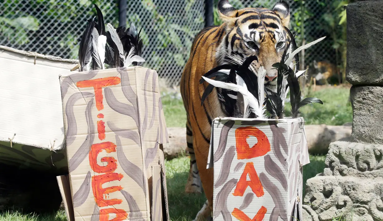 FOTO: Rayakan World Day Tiger, Bali Zoo Kenalkan 3 Anak Kembar Harimau ...