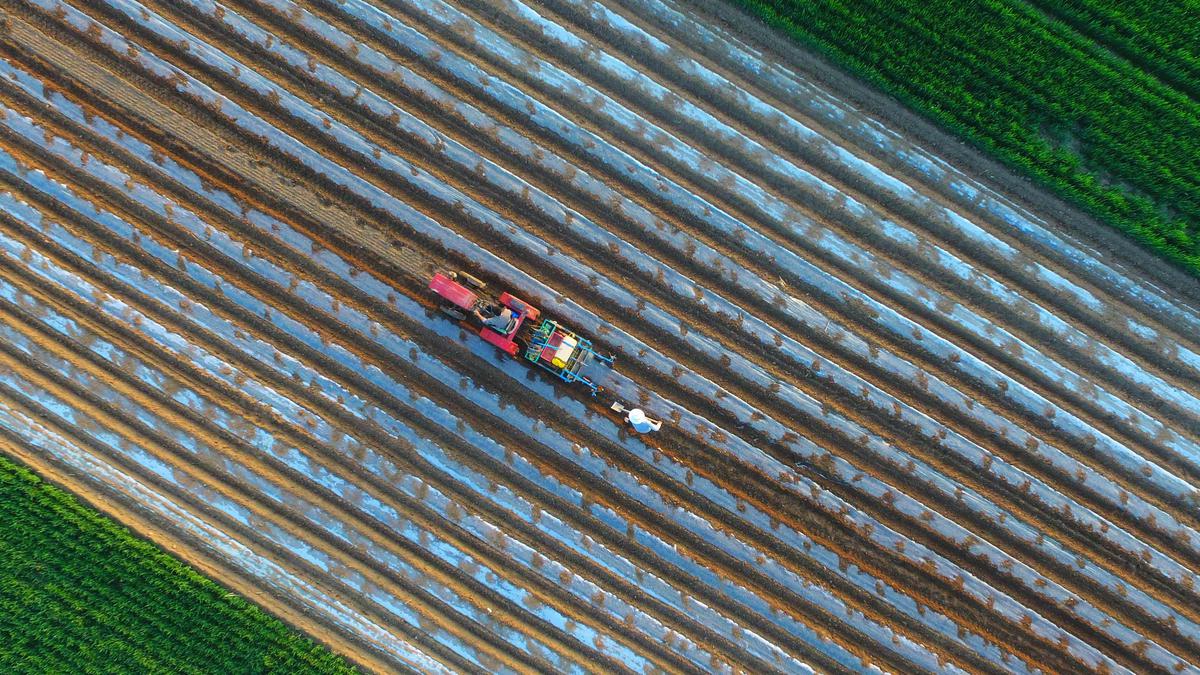 FOTO: Mengintip Ladang Kacang Tanah di China