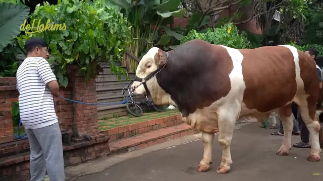 Penampakan 4 Sapi Jumbo Irfan Hakim untuk Kurban Idul Adha 2024 ...