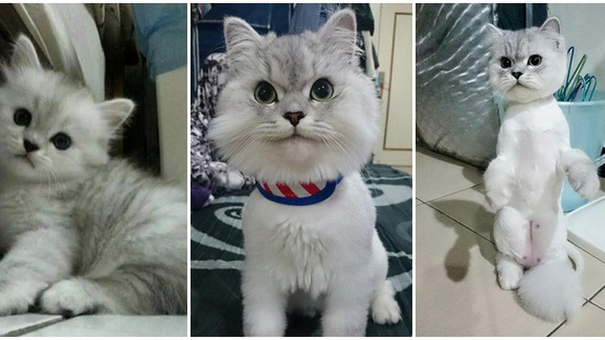 Yuk Kenalan Sama si Imut Lele, Kucing Jenis Chinchilla yang Lucu dan ...