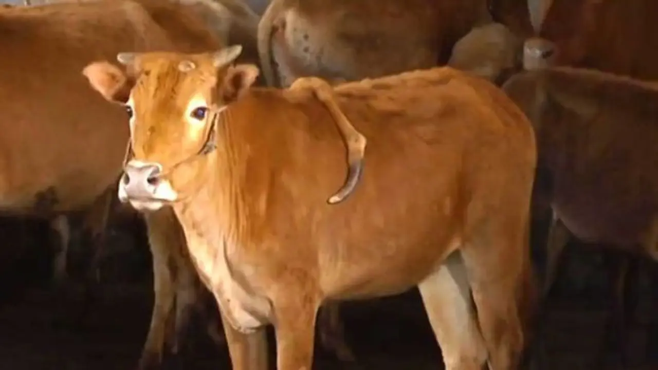 Heboh, Sapi Mutan dengan 5 Kaki Tumbuh di Punggung - Citizen6 Liputan6.com