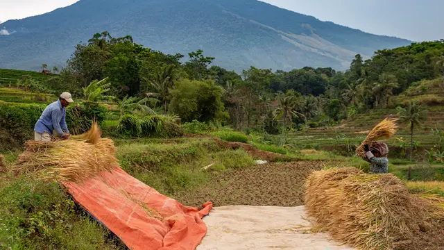 Menteri PU Gelar Panen Demplot dan Pameran Hasil Panen IPHA di Daerah ...