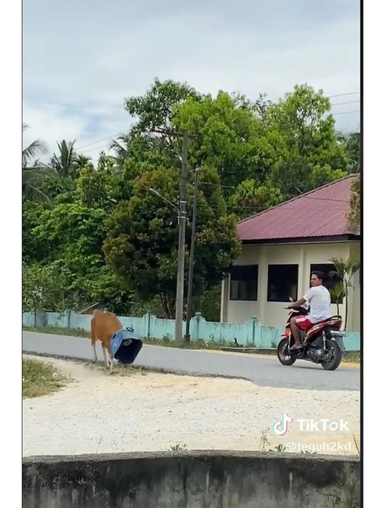Viral Sapi Berlari Panik karena Kepala Nyangkut Tong, Magrib Baru Bisa ...