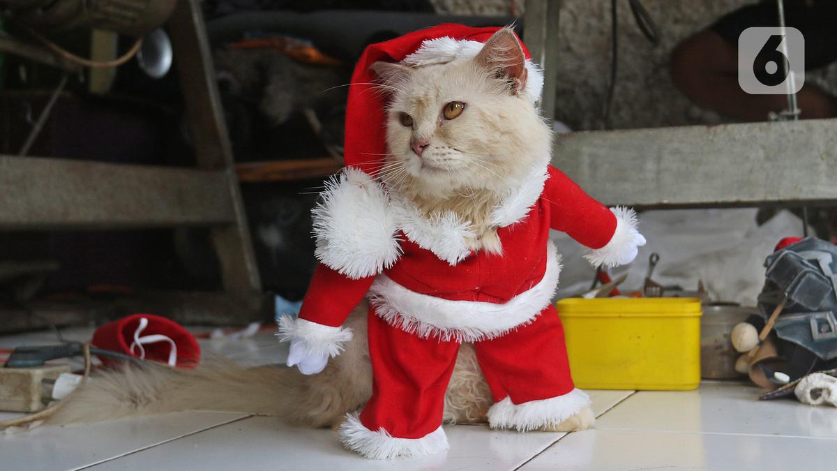 FOTO: Saat Kucing Bercosplay dengan Aneka Kostum Unik - Foto Liputan6.com