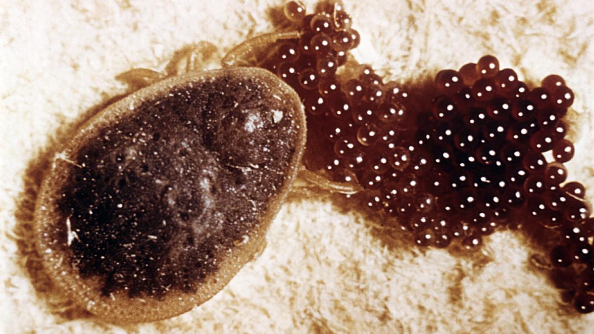 Penyakit Akibat Kutu Era Perang Dunia I Kembali Muncul di Amerika ...