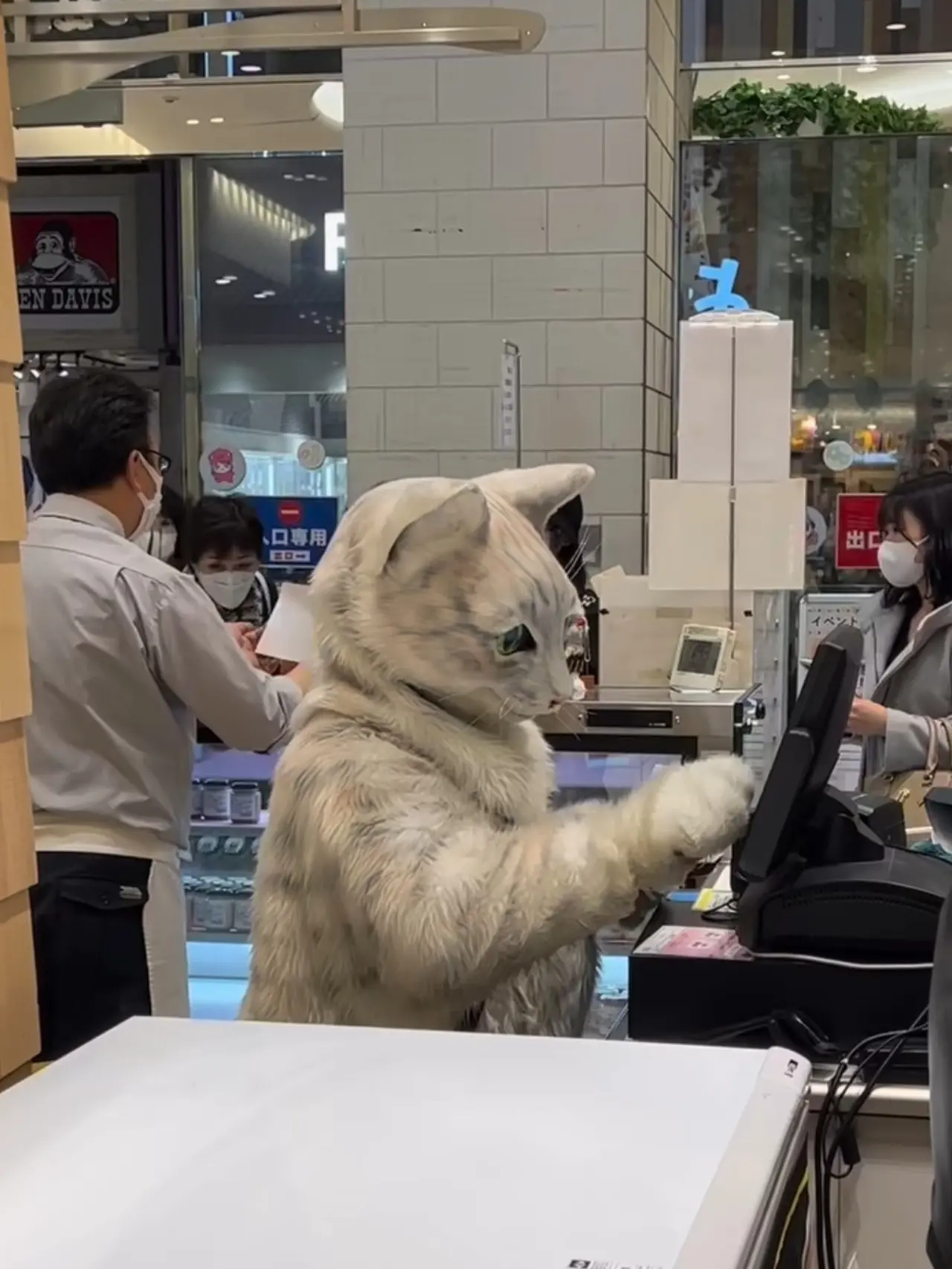 Menggemaskan, Petugas Kasir Pakai Kostum Kucing Ini Bikin Salah Fokus ...