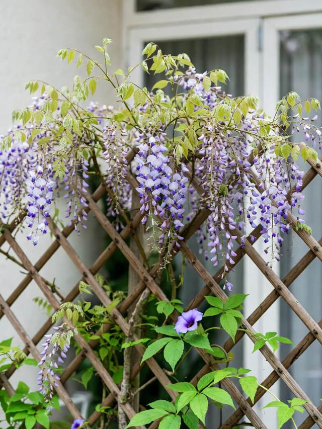 10 Model Pagar Rumah Tanaman Rambat Hidup Konsep Green Fence, Bikin Asri