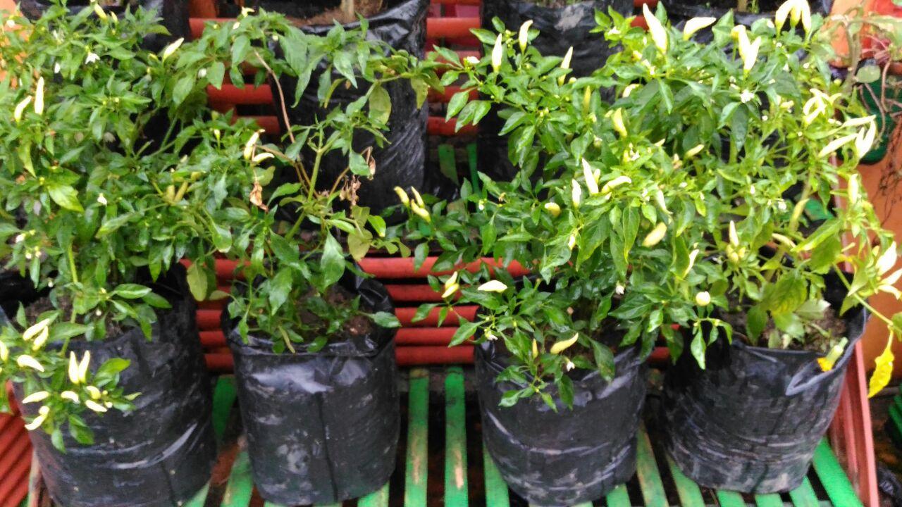 Cara Merawat Tanaman Cabai dalam Pot agar Berbuah Lebat dan Panen Melimpah