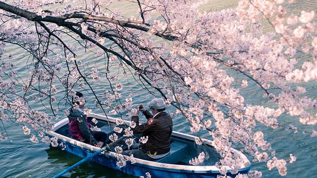 12 Foto Bunga Sakura Paling Cantik dan Romantis di Jepang - Photo ...