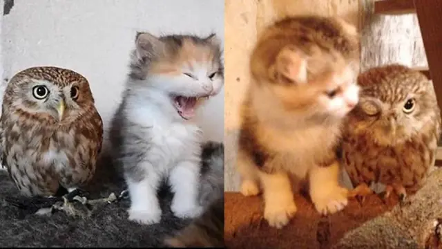 6 Momen Persahabatan Kucing dan Burung Hantu Ini Curi Perhatian - Hot ...