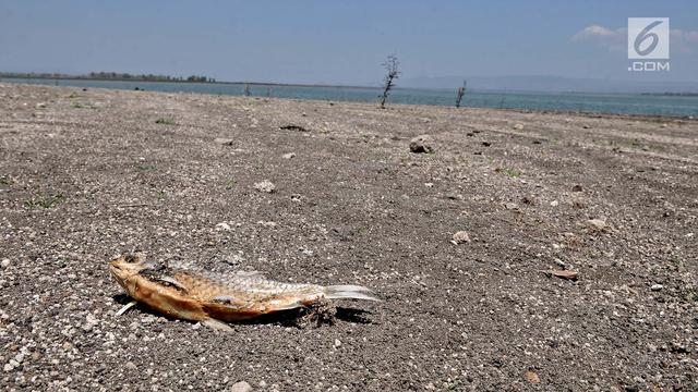Ikan-Ikan di Pesisir Ambon Mendadak Mati Secara Misterius - Regional ...
