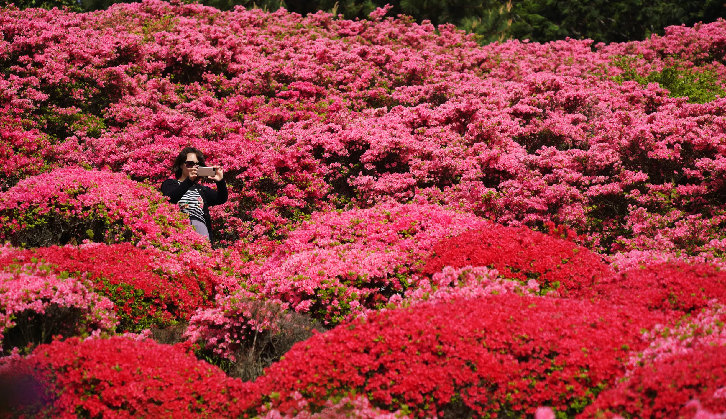 FOTO: Memesona, Hamparan Bunga Azalea Mengelilingi Taman di Jepang ...