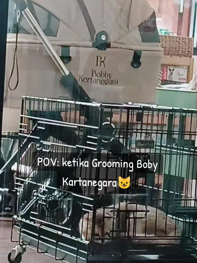 Video Kucing Prabowo Bobby Kertanegara Mandi di Salon Hewan Peliharaan ...
