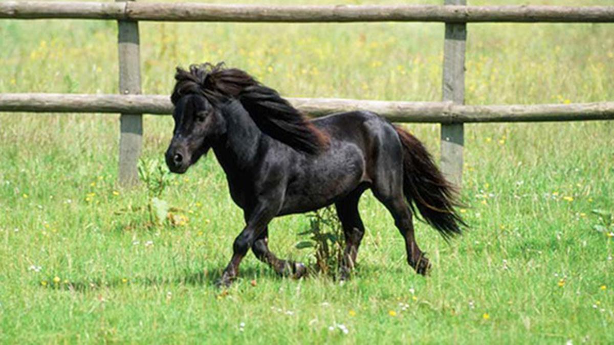 10 Kuda Mini Paling Lucu dan Menggemaskan - Photo Fimela.com