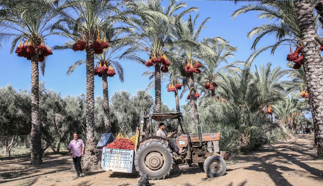 FOTO: Menengok Petani Palestina Panen Buah Kurma - Foto Liputan6.com