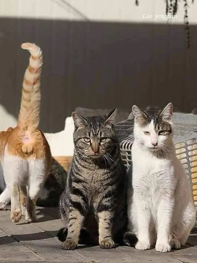 7 Potret Kelakuan Kocak Kucing Oranye Ini Bikin Geleng Kepala - Hot ...