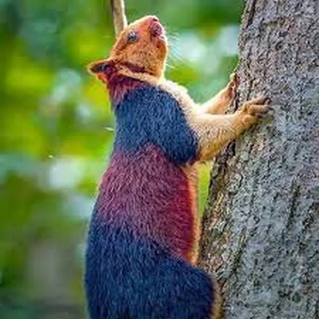 Keajaiban Alam: Tupai Raksasa India dengan Bulu Berwarna Pelangi yang ...