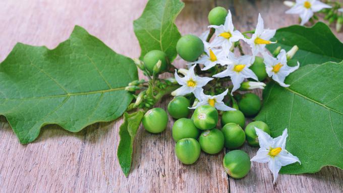 7 Manfaat Kesehatan Makan Leunca atau Ranti - Health Fimela.com