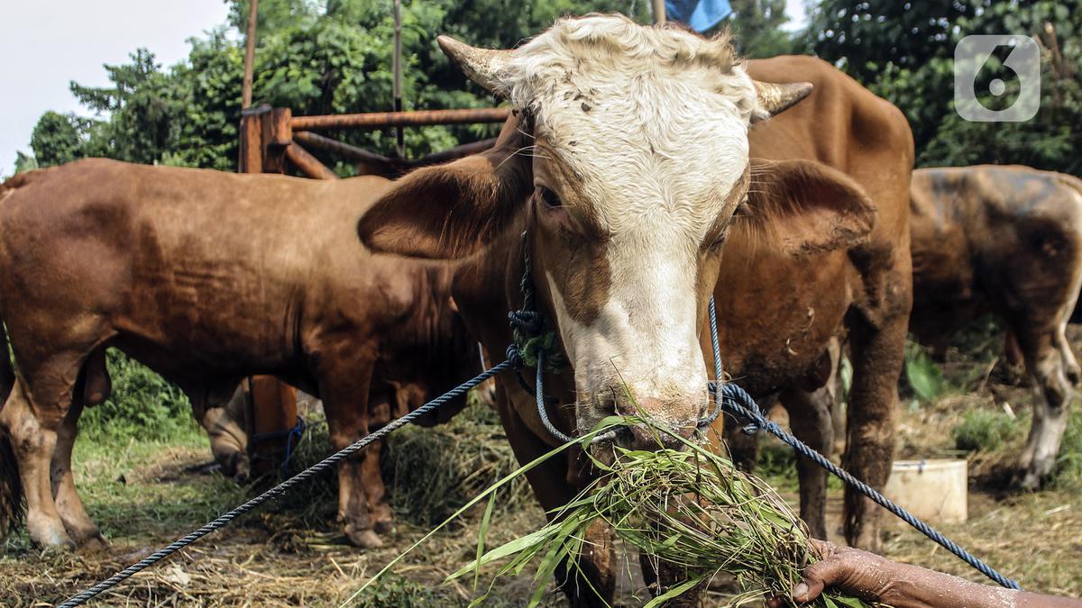 Daging Hewan Terjangkit PMK Bakal Jadi Stok Nasional - Bisnis Liputan6.com