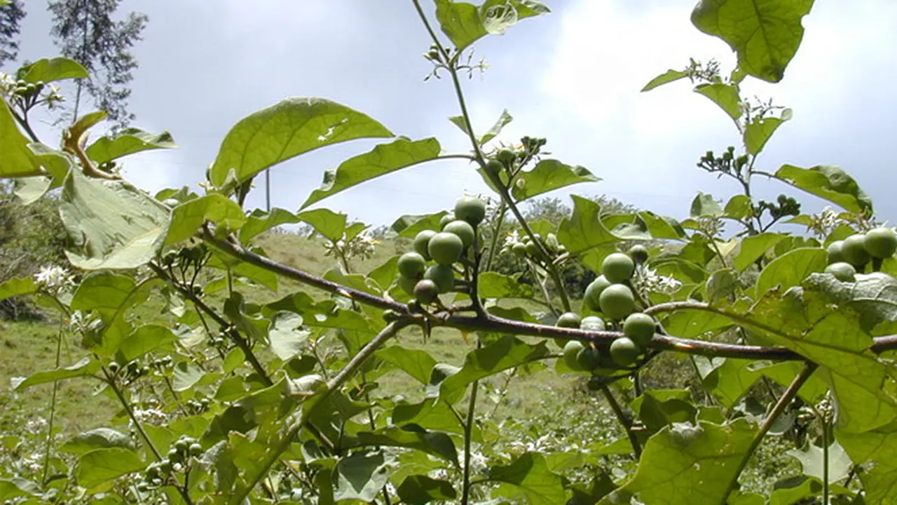 Khasiat Rimbang, Buah Tropis dengan Segudang Kebaikan - Regional ...