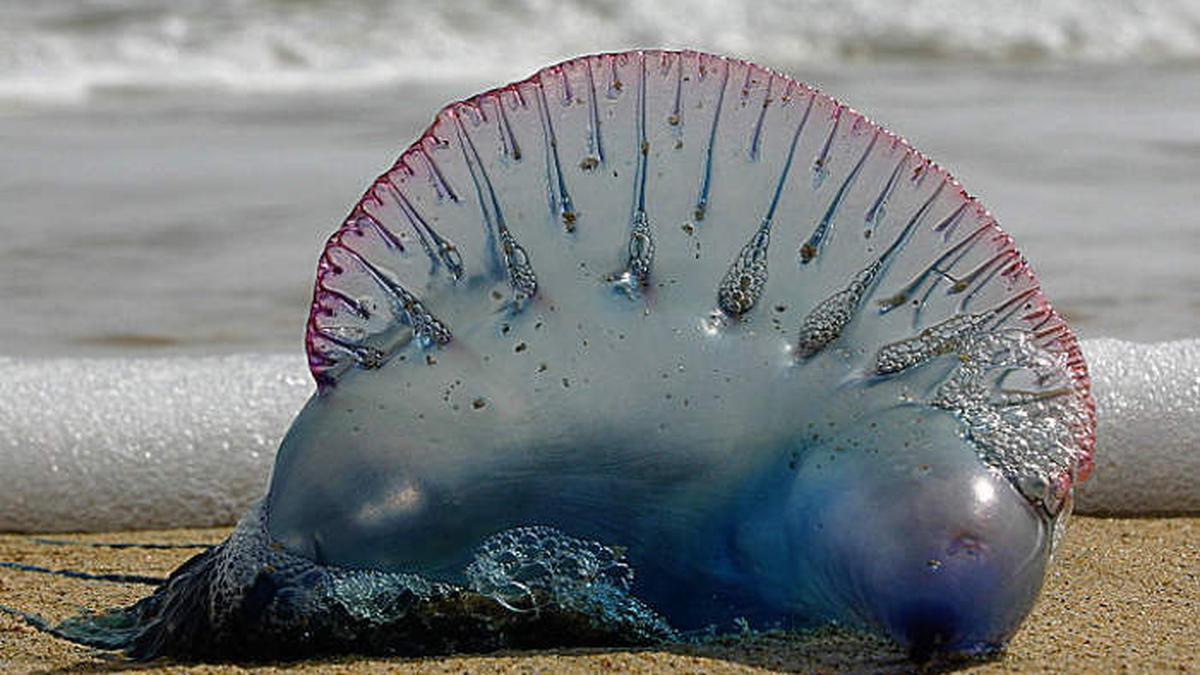 Viral Video YouTuber Jepang Konsumsi Ubur-ubur Beracun, Ini yang Terjadi Setelahnya - Global ...