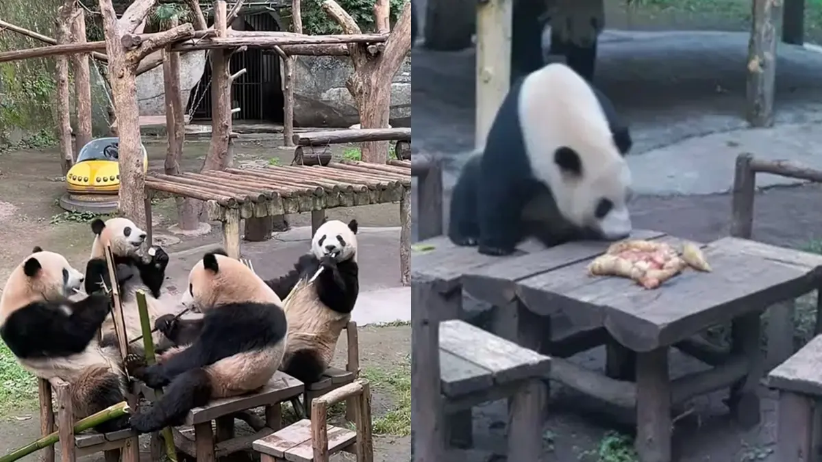 Berita Panda Mirip Manusia Hari Ini - Kabar Terbaru Terkini | Liputan6.com