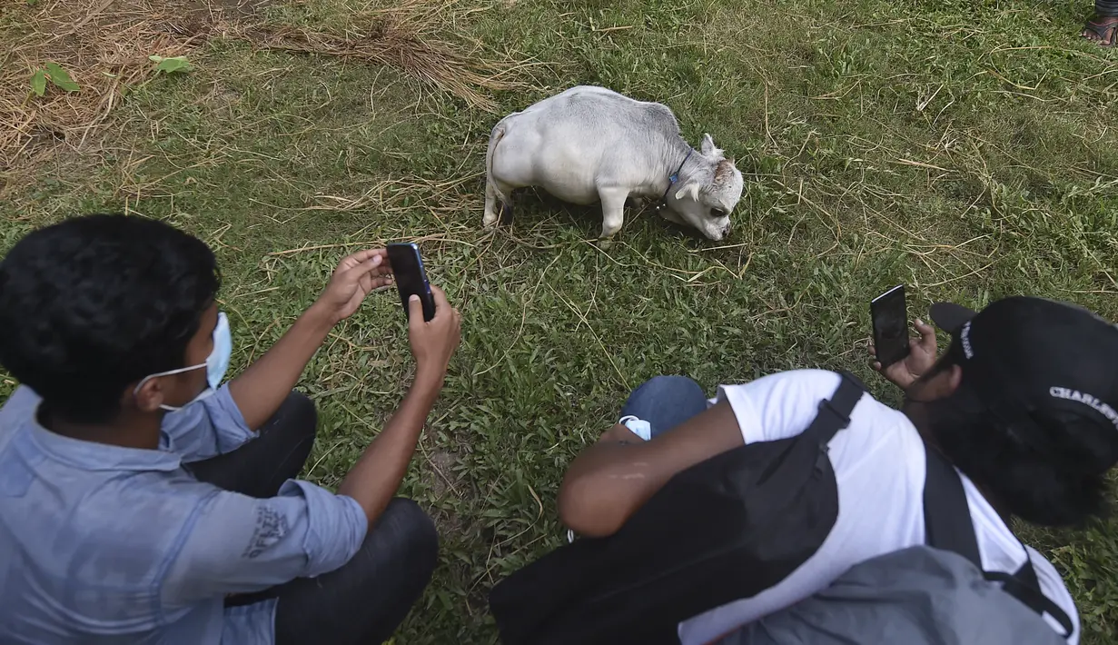 FOTO: Ini Rani, Sapi Terkecil asal Bangladesh - Foto Liputan6.com