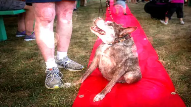 Anjing Bungkuk Mirip Hyena Raih Penghargaan Dunia - Global Liputan6.com