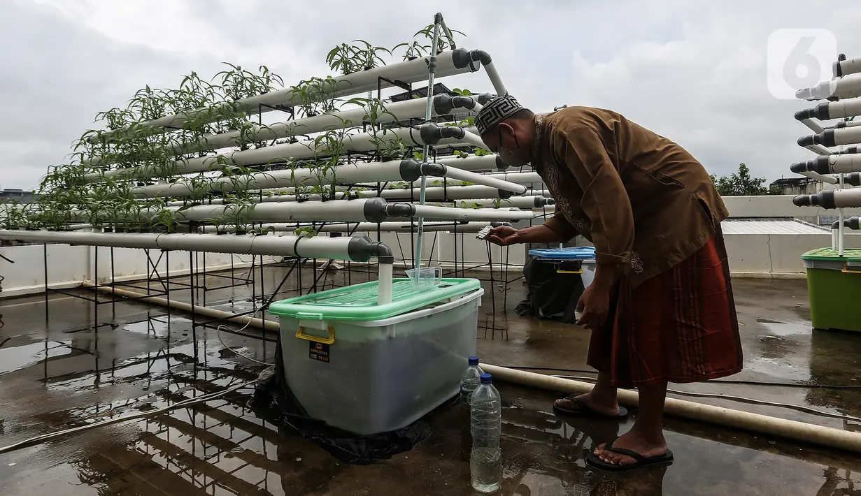 FOTO: Kebun Hidroponik di Rooftop Masjid - Foto Liputan6.com