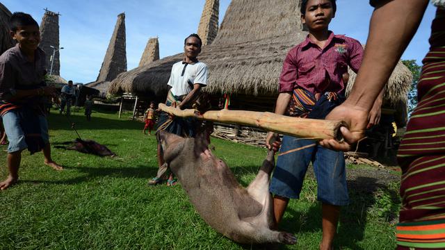Ritual Wulla Poddu dan Potret Agraris Penganut Marapu Sumba - Regional ...