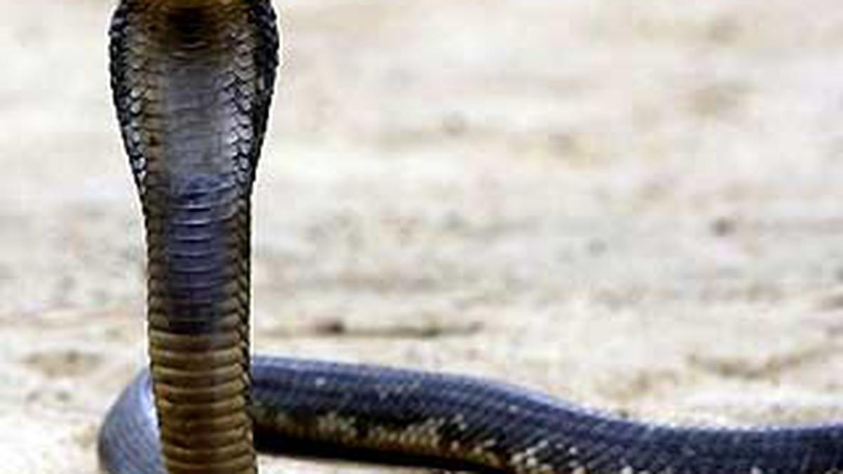 Pertolongan Pertama Bila Digigit Ular - Health Liputan6.com