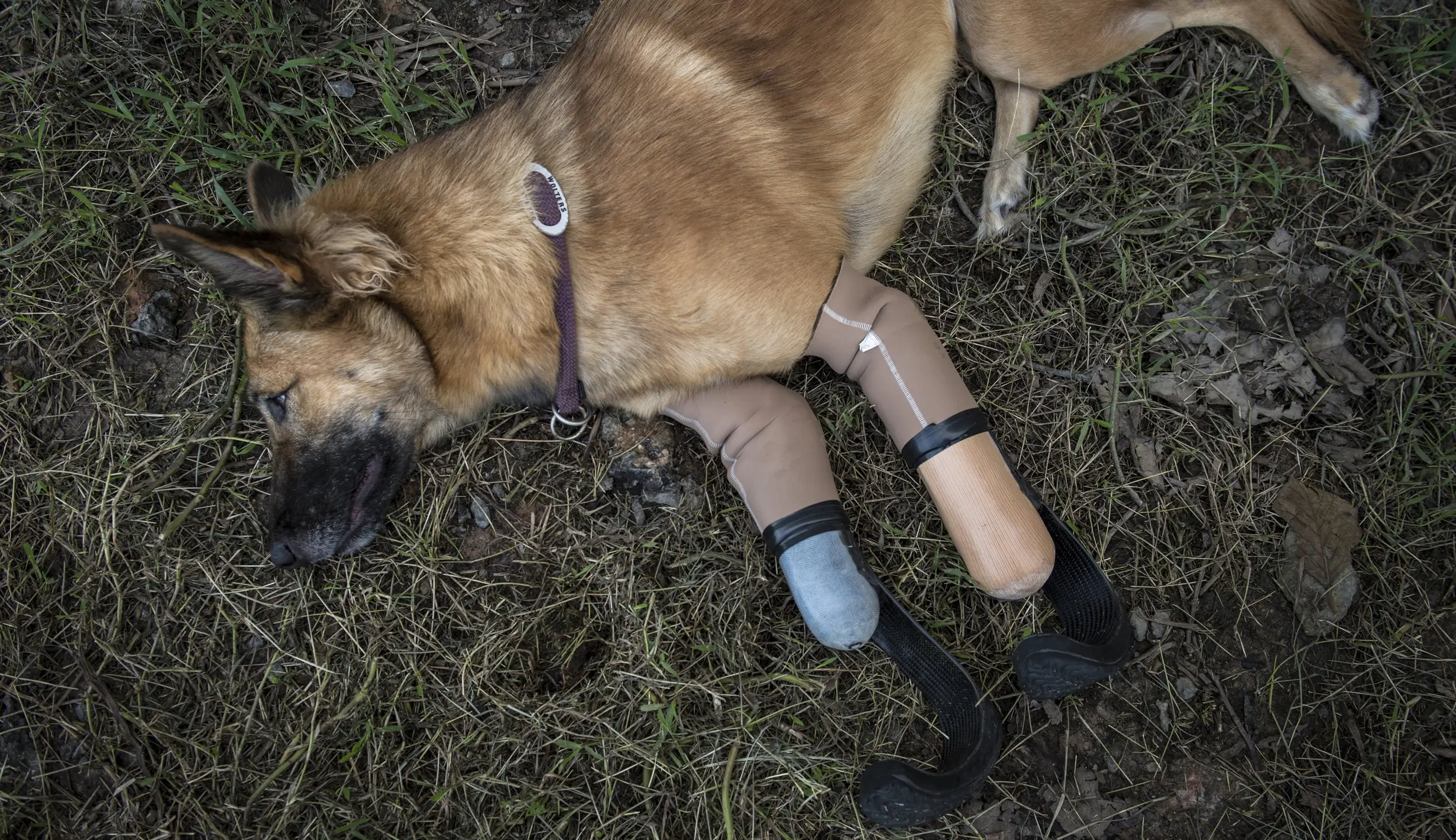 PHOTO: Kisah Cola, Anjing Lincah yang Menggunakan Kaki Palsu - Foto ...