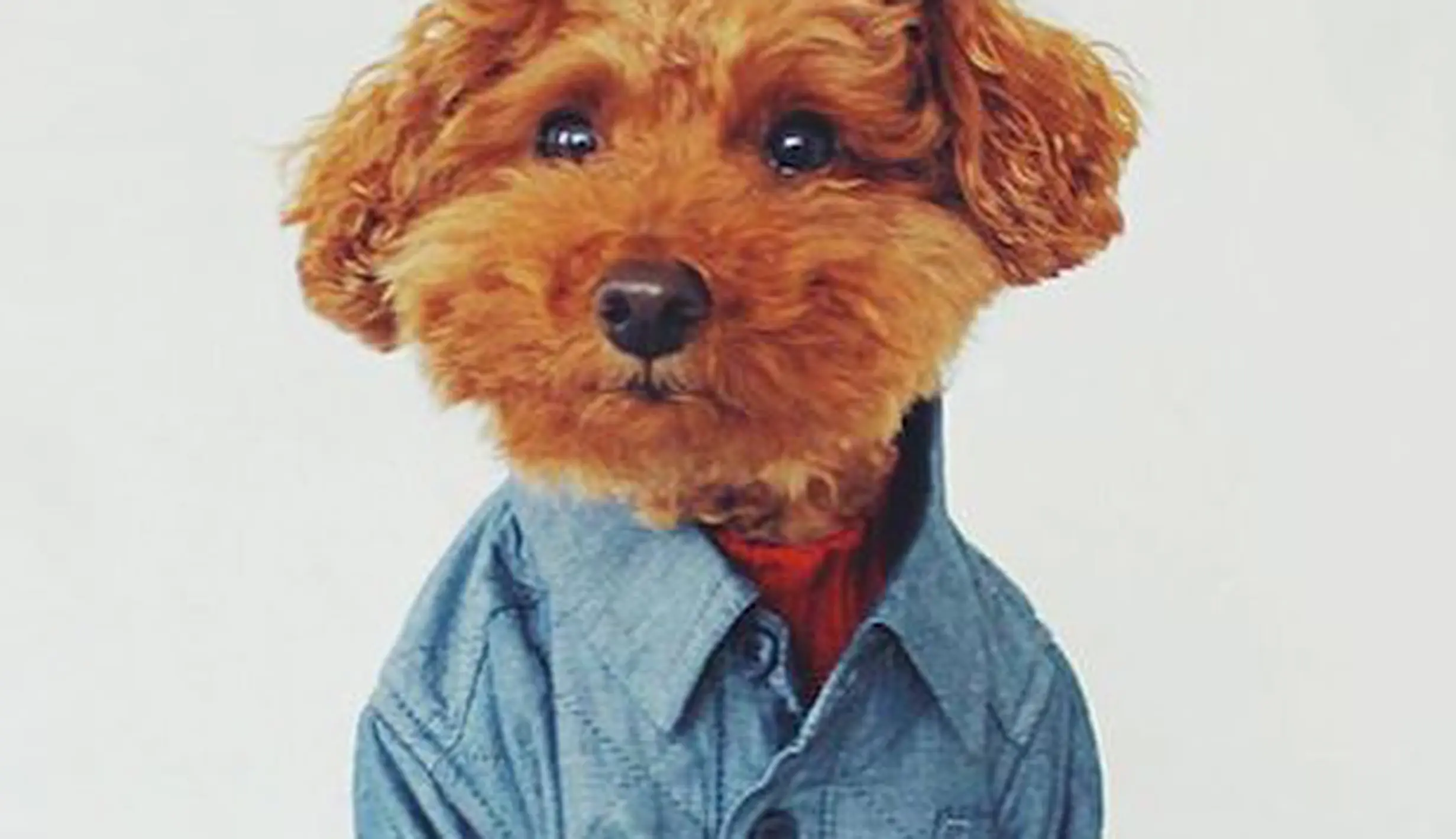 Bosan Dengan Manusia, Brand Fashion Ini Gunakan Anjing Sebagai Model