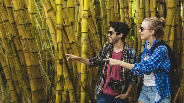 7 Mitos Bambu Kuning yang Menarik untuk Dikulik - Ragam Bola.com