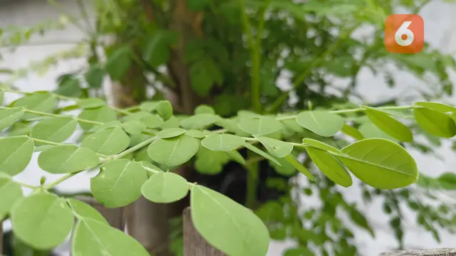 Menu Sehat, Cara Praktis Mengolah Daun Kelor di Rumah - Feeds Liputan6.com