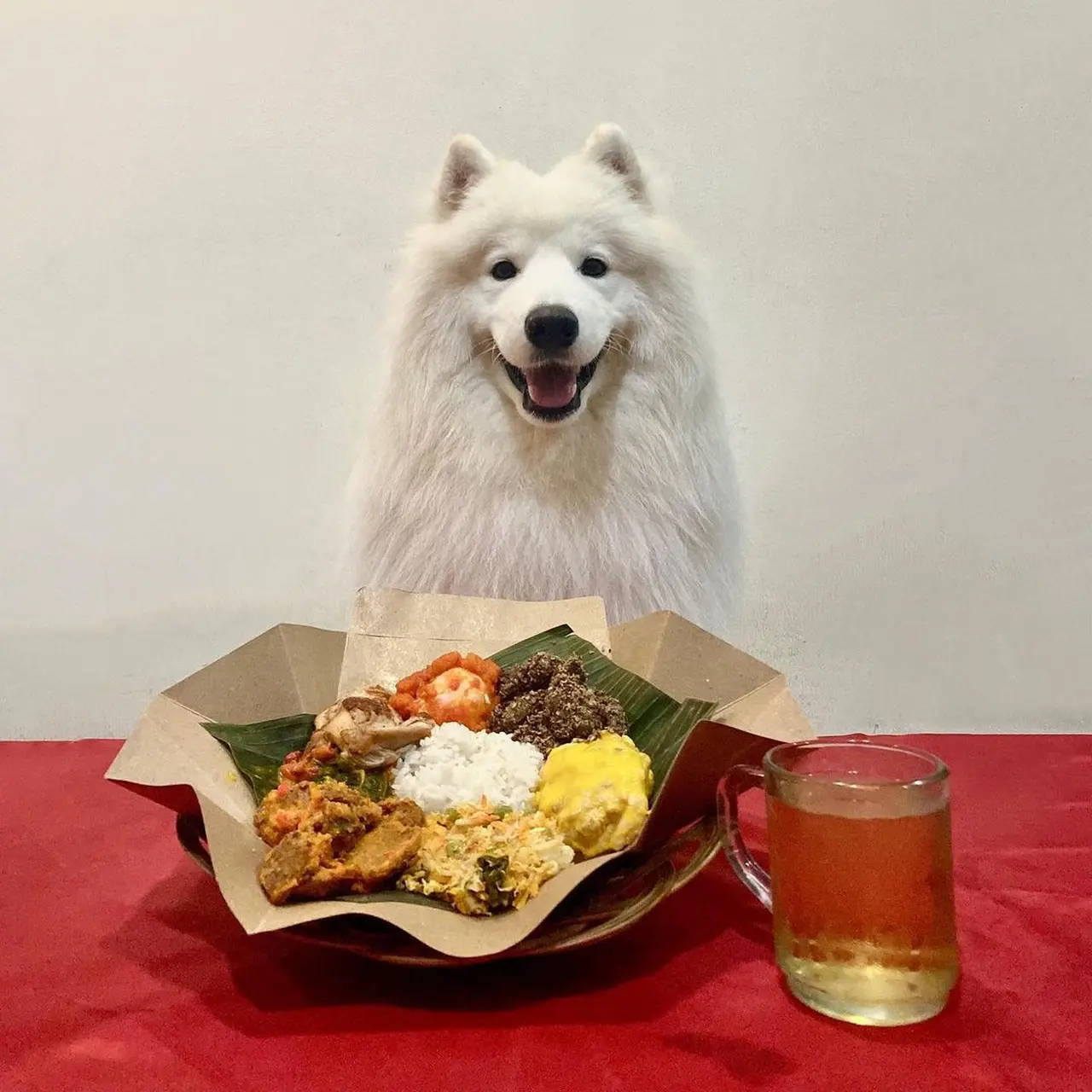 Diary Fimela: Tofu’s Kitchen Hadirkan Makanan untuk Anjing dengan ...