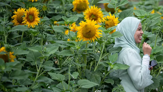 Menikmati Pesona Rimbunnya Bunga Matahari di Sunflower Garden Malaysia ...