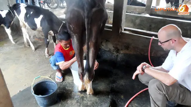 ‎Peternak Sapi Perah Butuh Kepastian Pasar dan Harga - Bisnis Liputan6.com