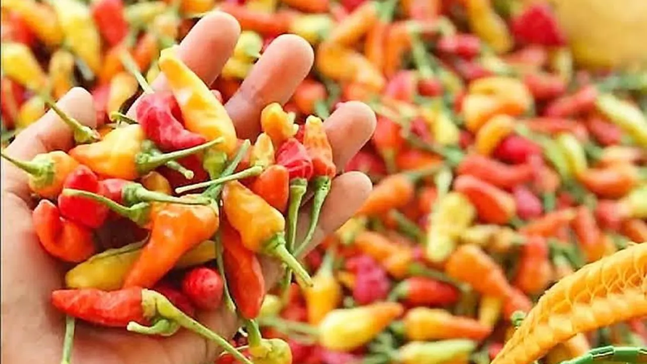 Makin Pedas, Harga Cabai Rawit di Jember Capai Rp 75 Ribu Per Kilogram - Surabaya Liputan6.com